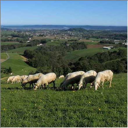 Vivre à Asson - Agriculture